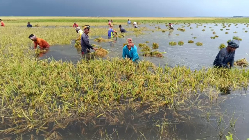 Flash floods submerge 372 hectares of cropland | The Daily Star