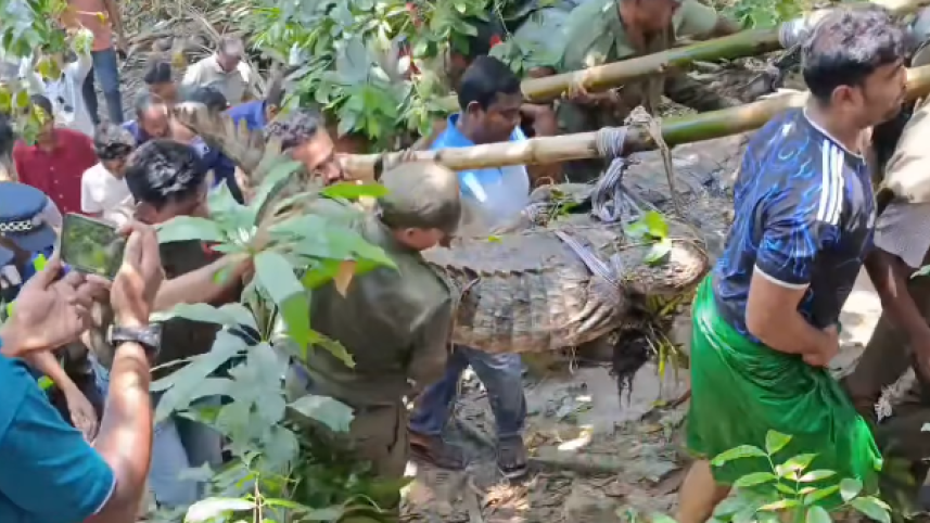 Last crocodile removed from Khan Jahan Ali Mazar pond, ending centuries ...
