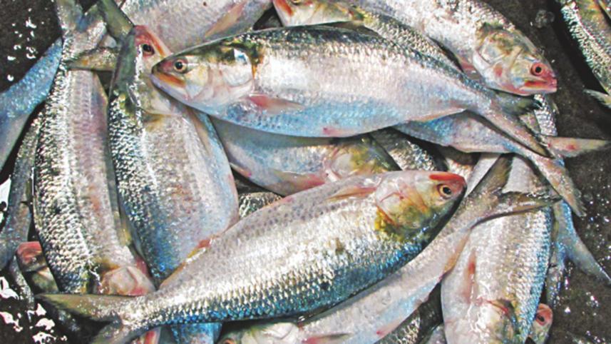 Tell Hasina-ji to send hilsa this year too: Mamata tells Tipu Munshi ...