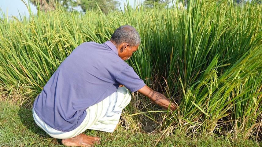 Barind’s rice bowl is running dry | The Daily Star