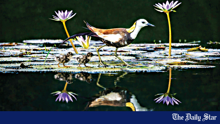 The floating lily-trotter … | The Daily Star
