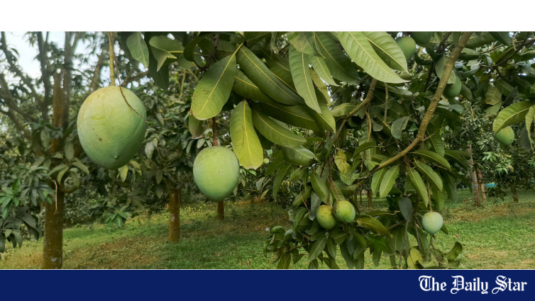 Mango harvest begins May 15 | The Daily Star