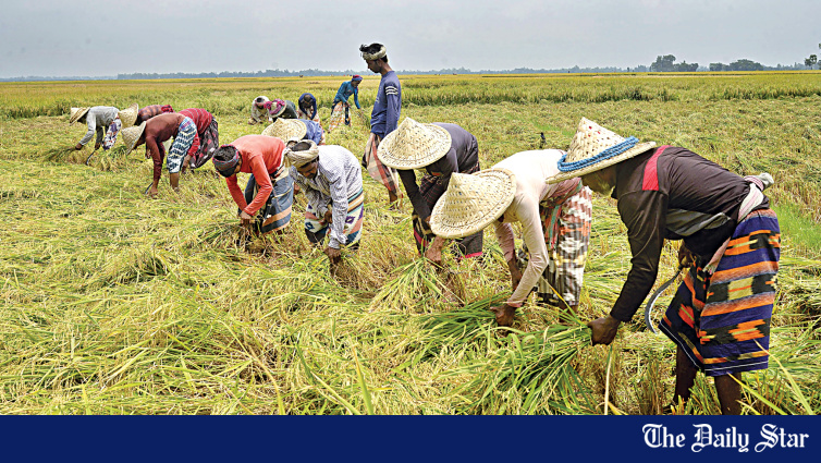 Farmers forced to sell paddy at half its cost | The Daily Star