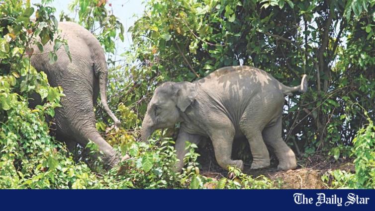 Shrinking wild spaces and the growing conflict between humans and ...