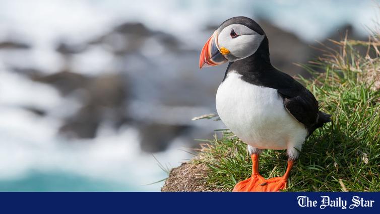 4 UK bird species including puffins 'face extinction' | The Daily Star