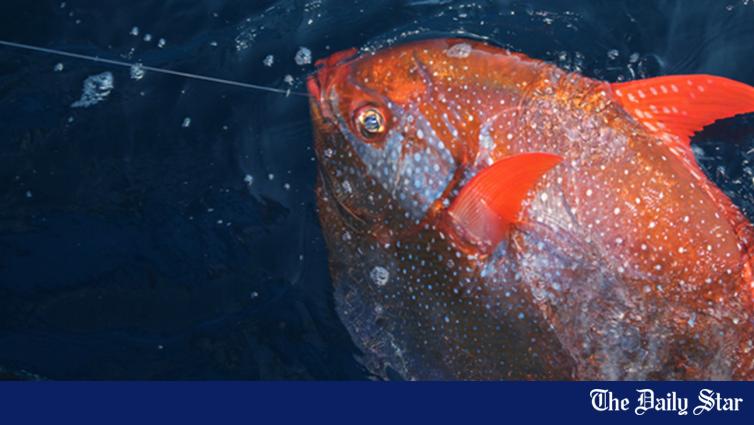 First warm-blooded fish found | The Daily Star