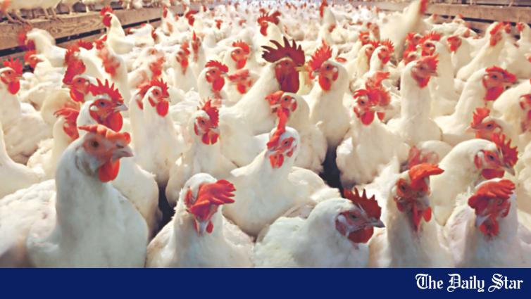 Poultry industry moves to next step of development | The Daily Star