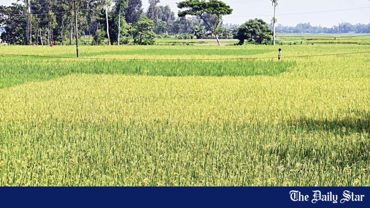 Agri budget not enough to ensure food security: experts | The Daily Star