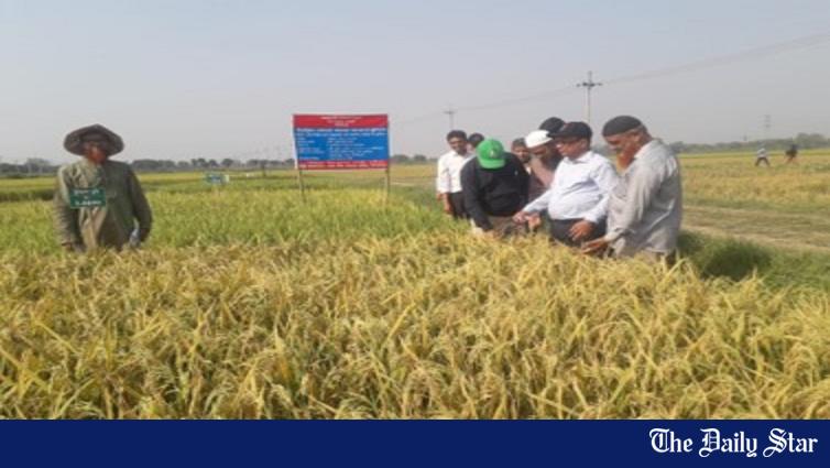 BRRI develops two new rice varieties | The Daily Star