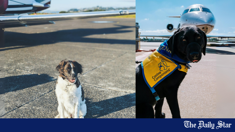 BARK Air: Where Dogs Skip the Crate and Take Flight | The Daily Star