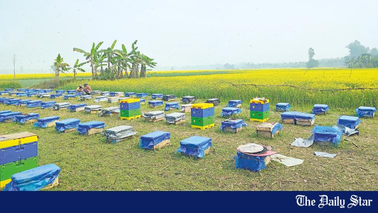 Bees & bucks: Beekeeping boosts rural incomes | The Daily Star